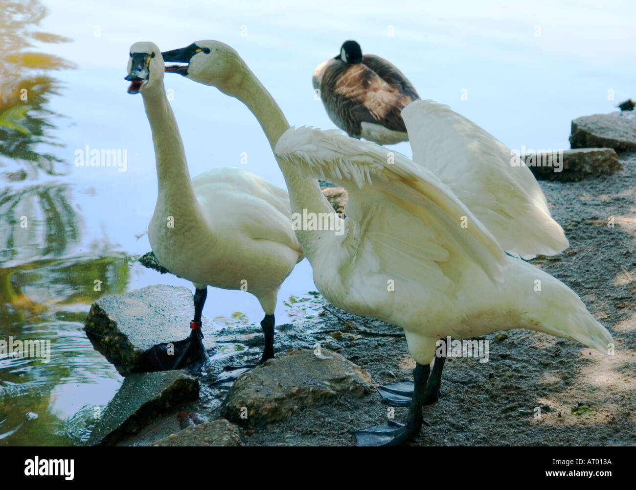 Aggressive territorial bird hi-res stock photography and images - Alamy