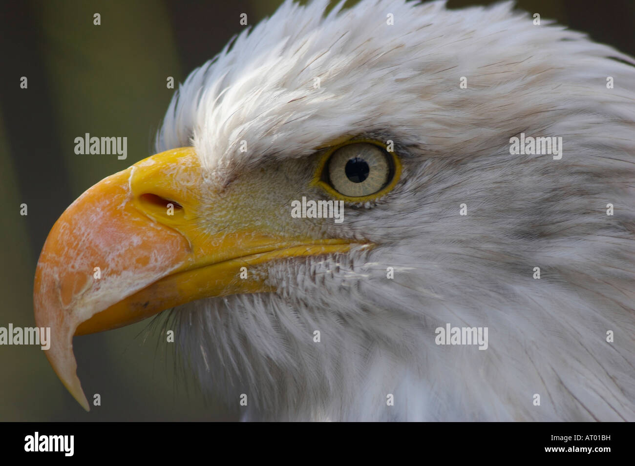 head of en eagle Stock Photo - Alamy