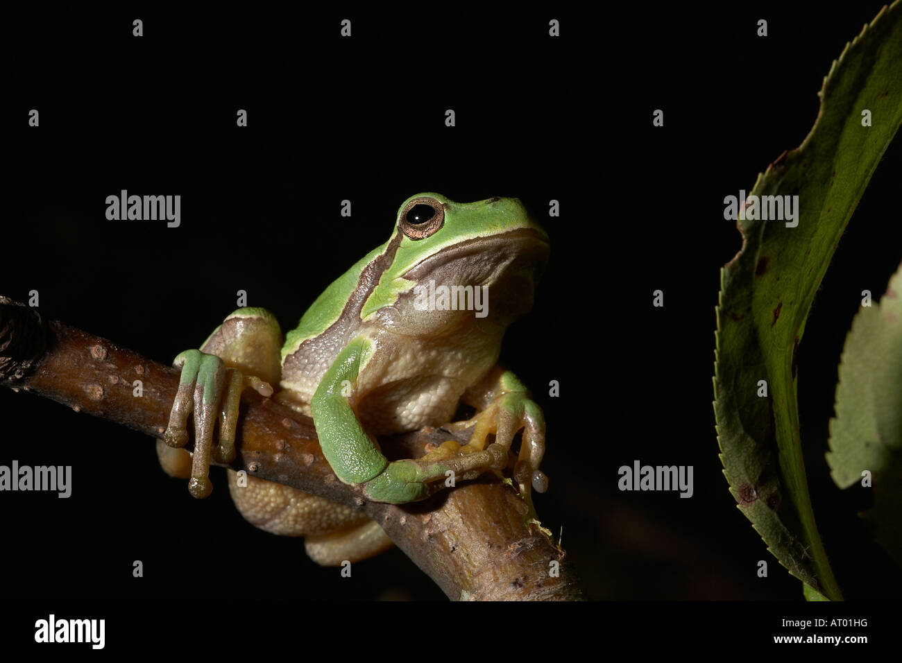 Italian Tree Frog Hyla intermedia Central Italy Stock Photo - Alamy