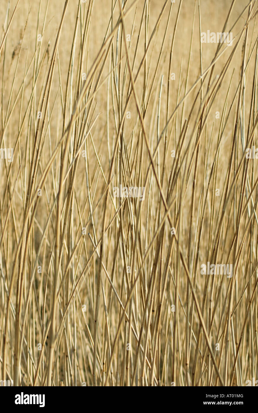 Grasses, reeds growing Stock Photo - Alamy