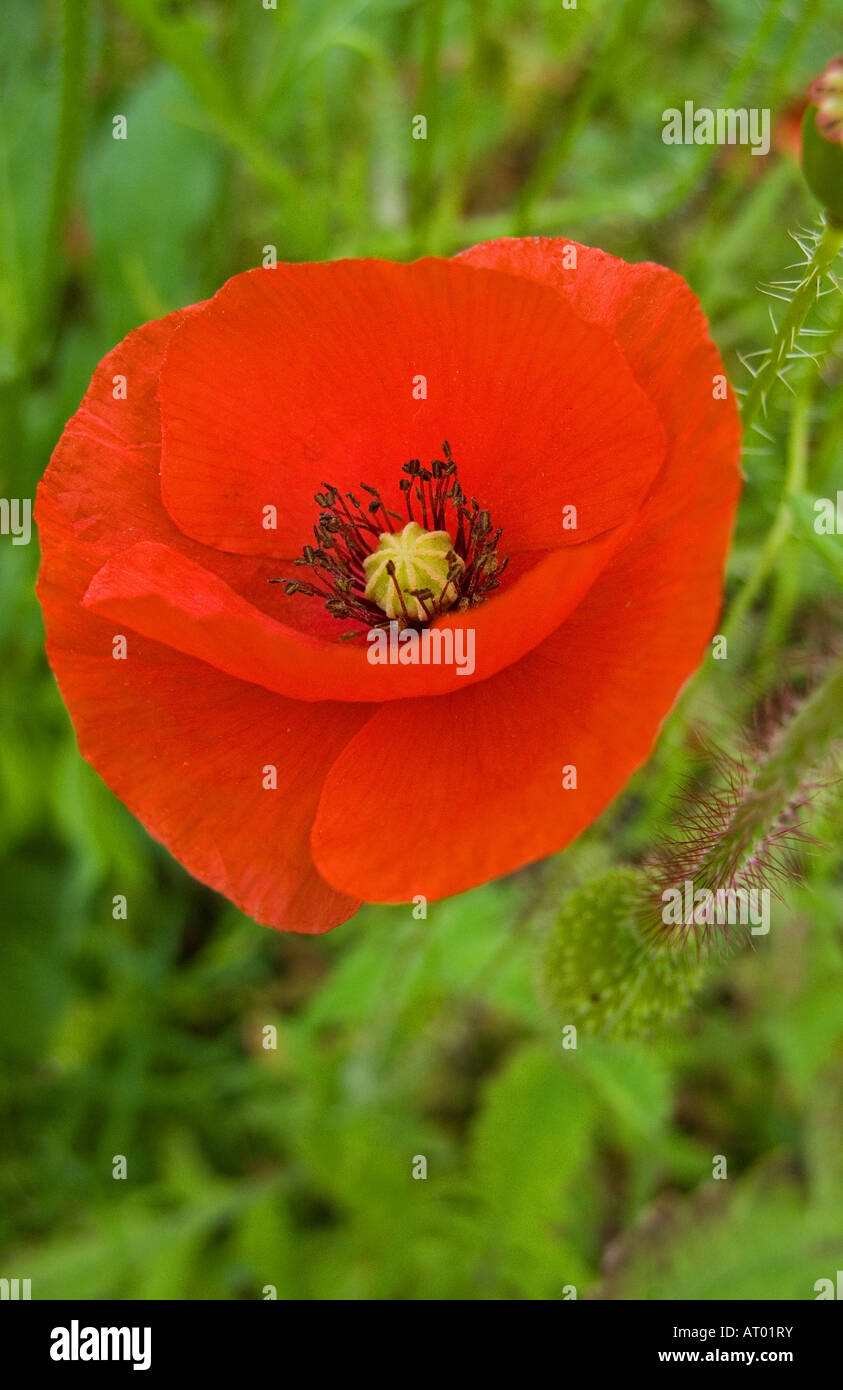 Spikey center hi-res stock photography and images - Alamy