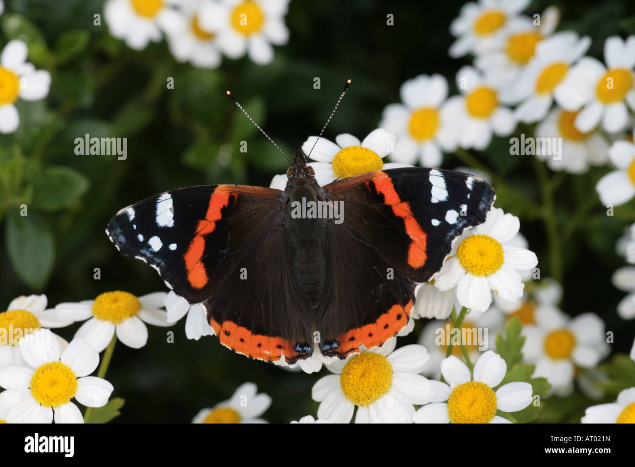 Red Admiral butterfly Vanessa atalanta Stock Photo - Alamy