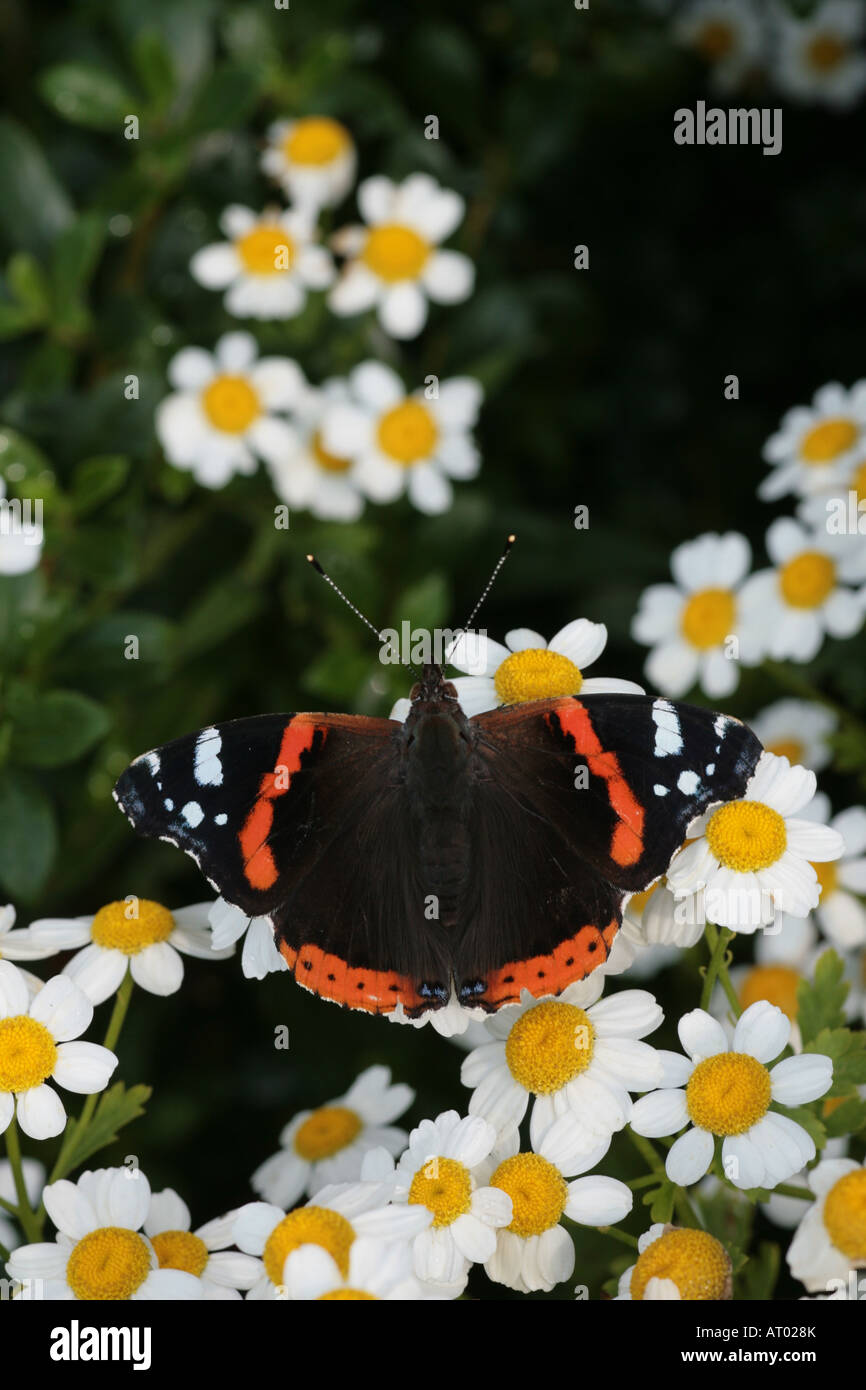 Red Admiral butterfly Vanessa atalanta Stock Photo - Alamy