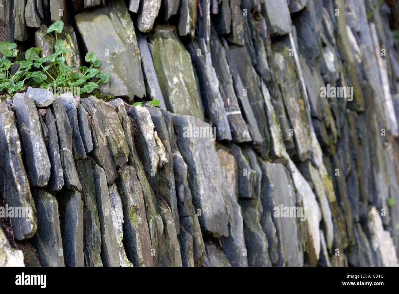 Stone dry wall, Cornwall Stock Photo - Alamy