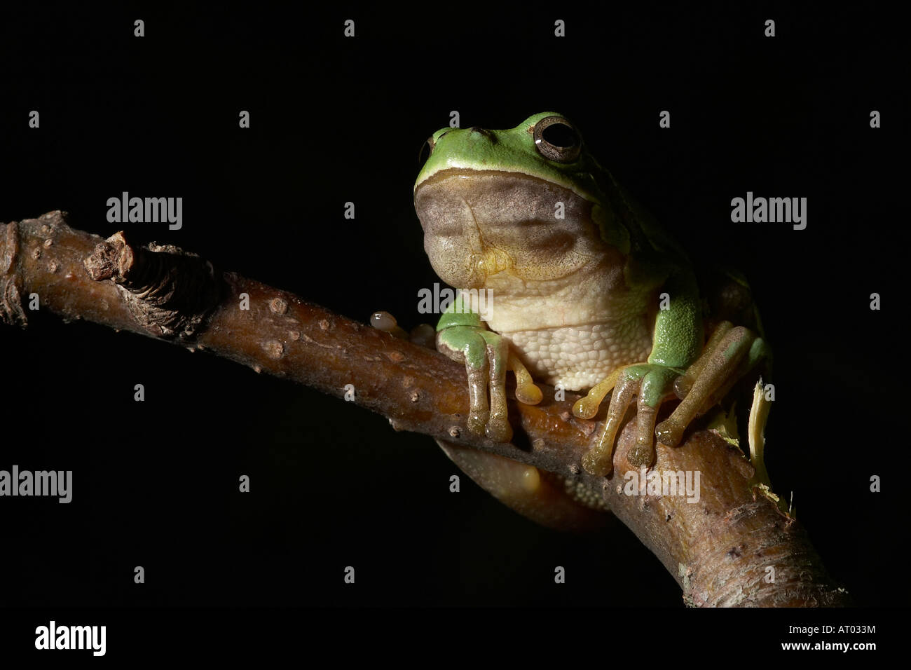 Italian Tree Frog Hyla intermedia Central Italy Stock Photo - Alamy