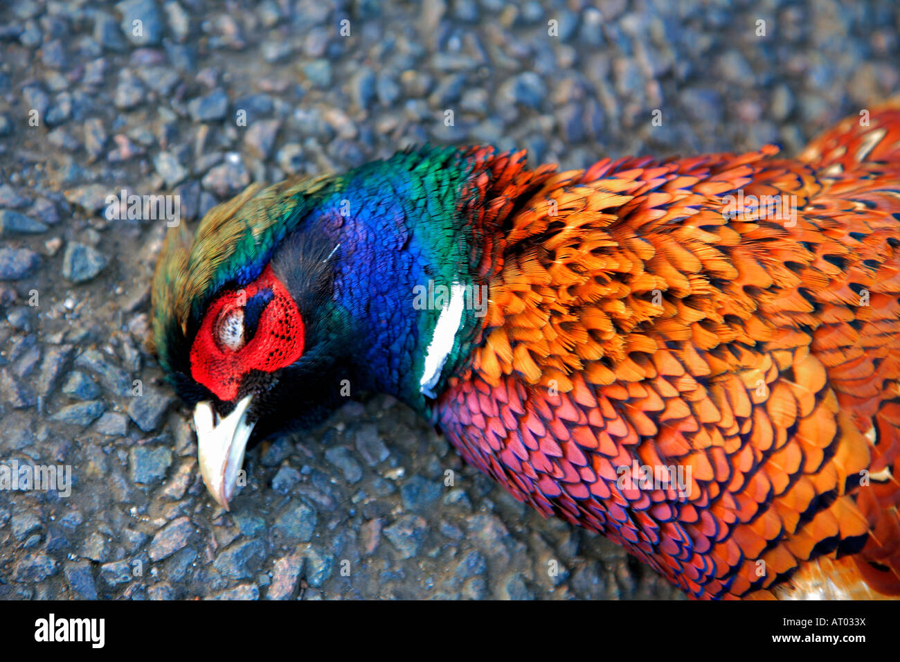 Dead Pheasant bird on a rural road hit by a car Generic UK location ...