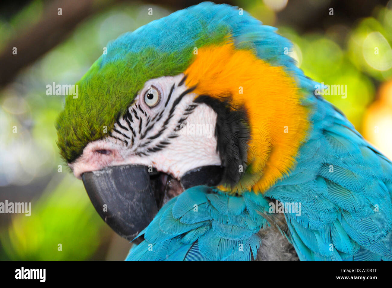 Key West Florida Parrot birds on display Stock Photo - Alamy