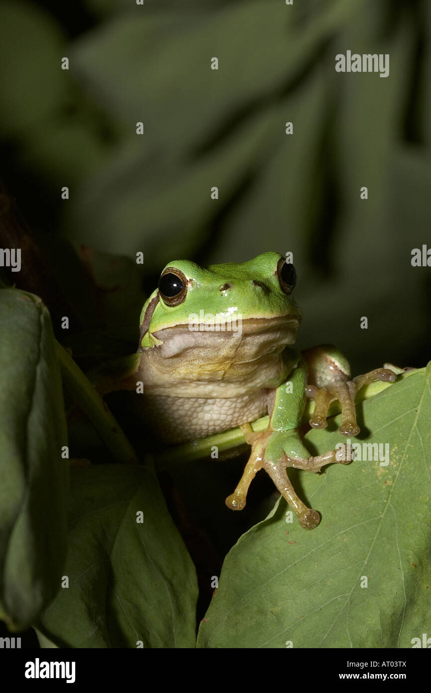 Italian Tree Frog Hyla intermedia Central Italy Stock Photo - Alamy