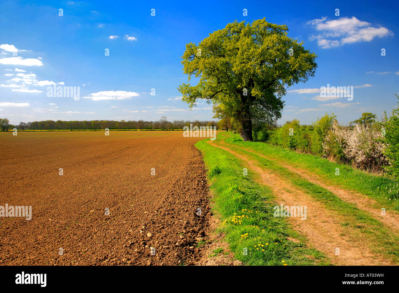 Summer Oak Tree in a Fenland Field Cambridgeshire England Britain UK ...