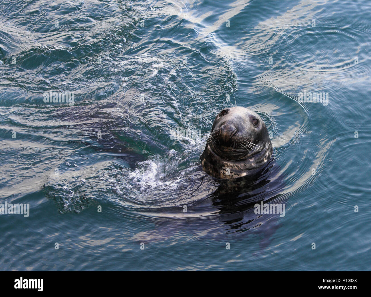 Young seal fish hi-res stock photography and images - Alamy