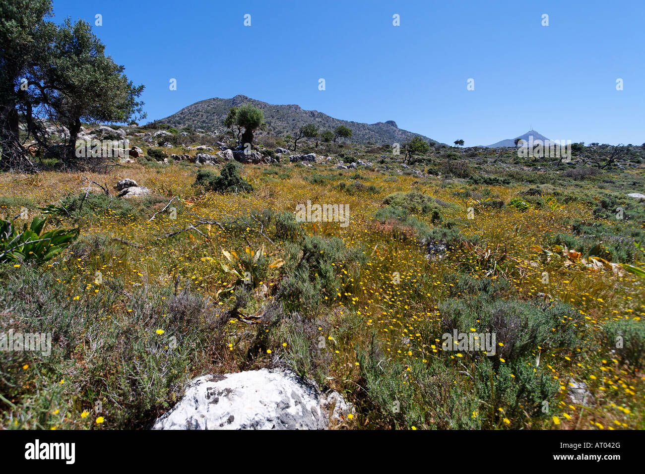 Mediterranean scrub and Phrygana Stock Photo - Alamy