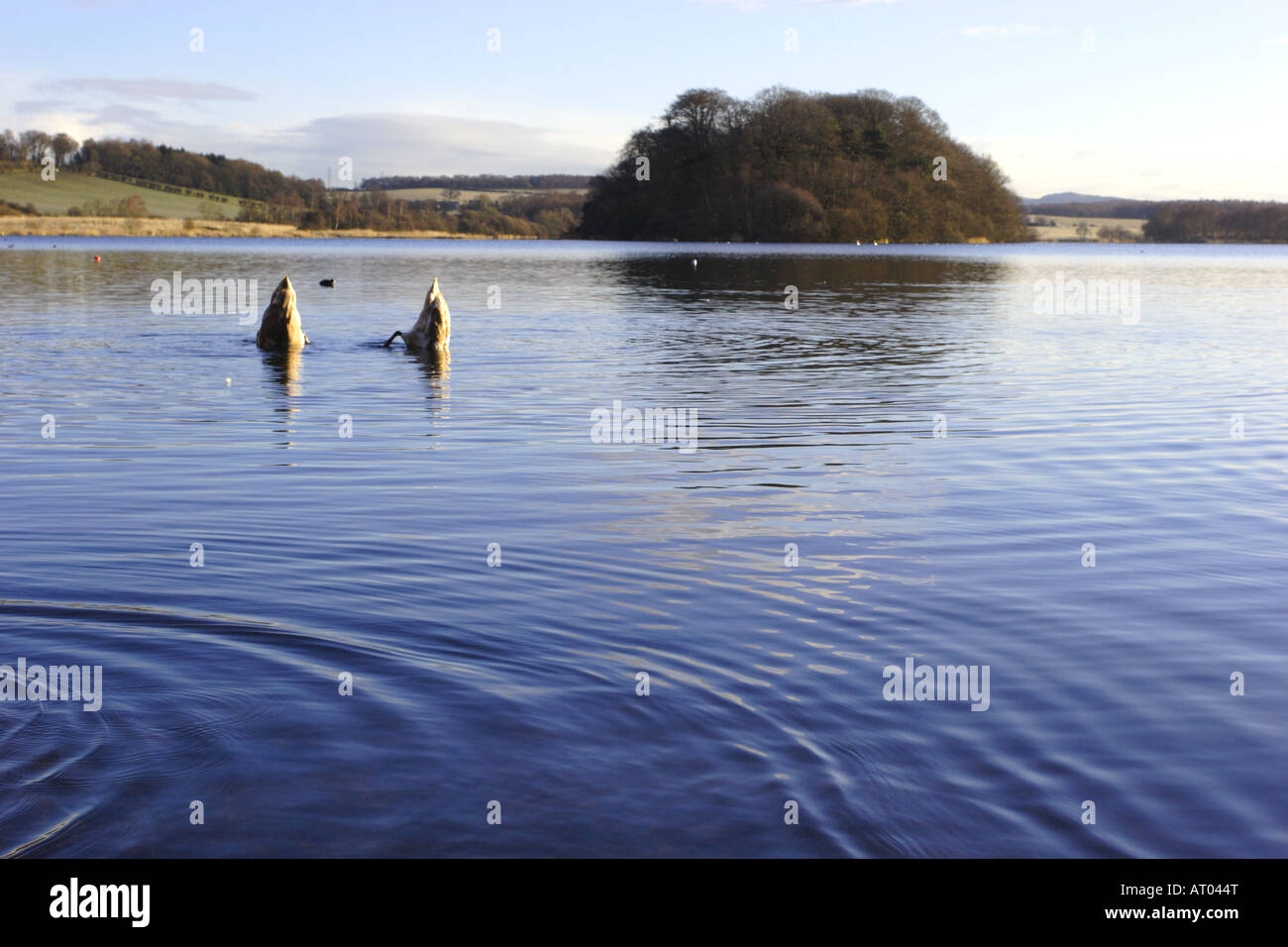 Upending swans hi-res stock photography and images - Alamy