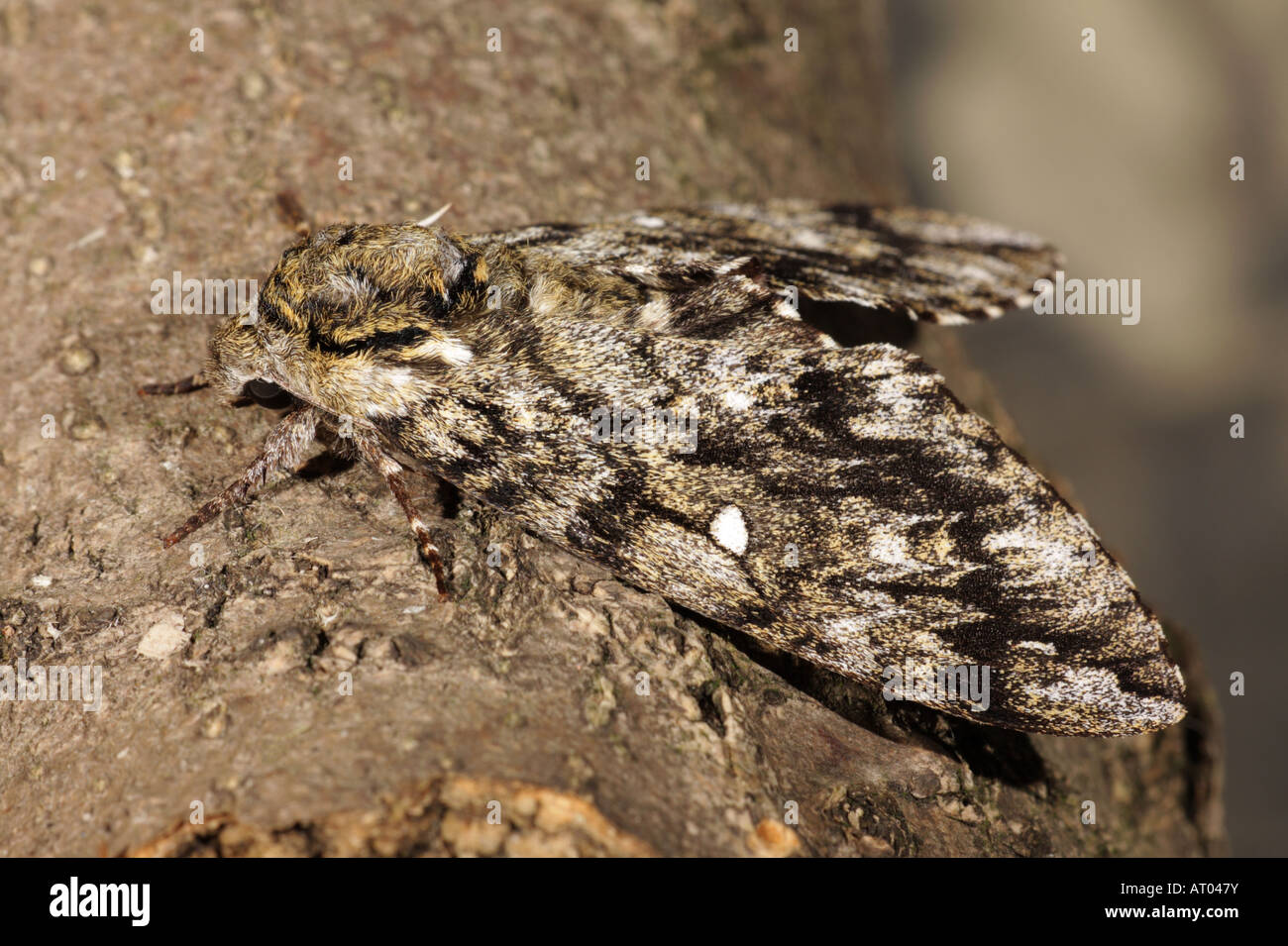 Waved Sphinx - Ceratomia undulosa Stock Photo - Alamy