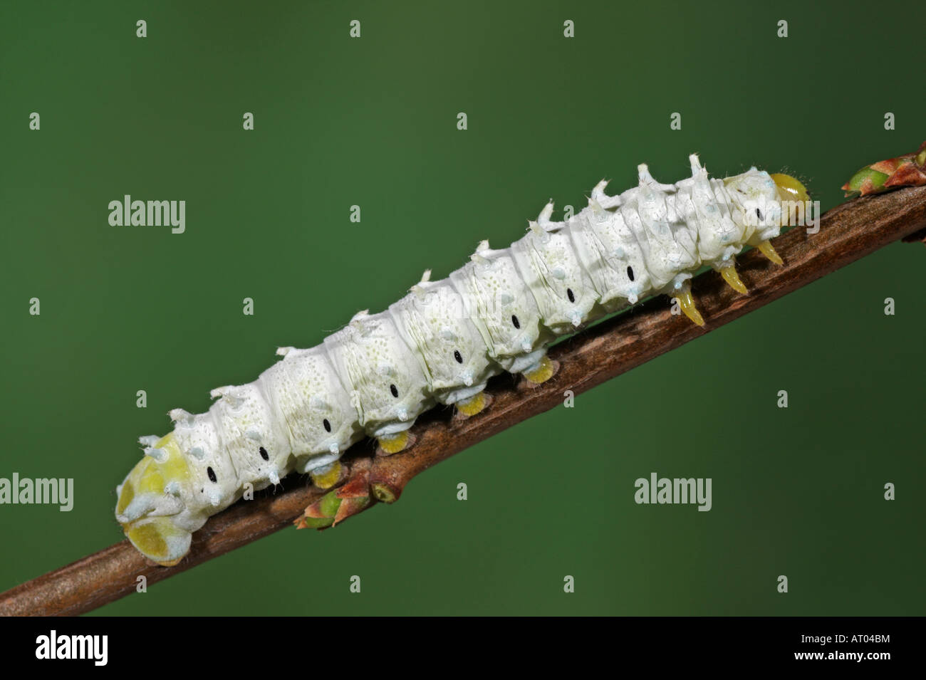Eri Silkmoth Larva - Samia ricini Stock Photo - Alamy