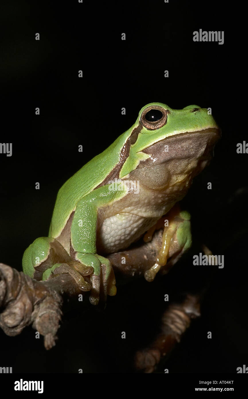 Italian Tree Frog Hyla intermedia Central Italy Stock Photo - Alamy