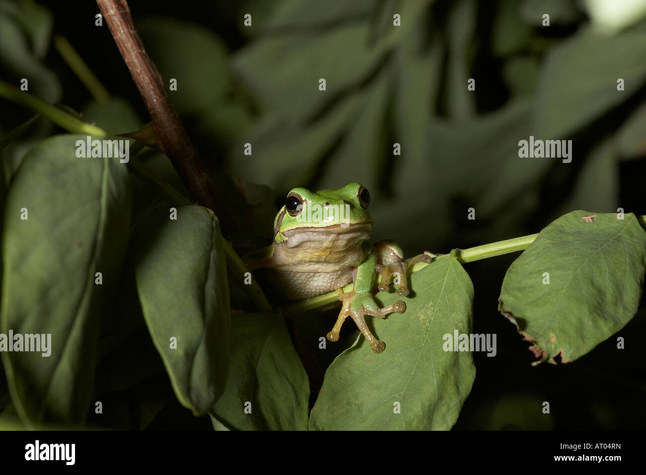 Italian Tree Frog Hyla intermedia Central Italy Stock Photo - Alamy
