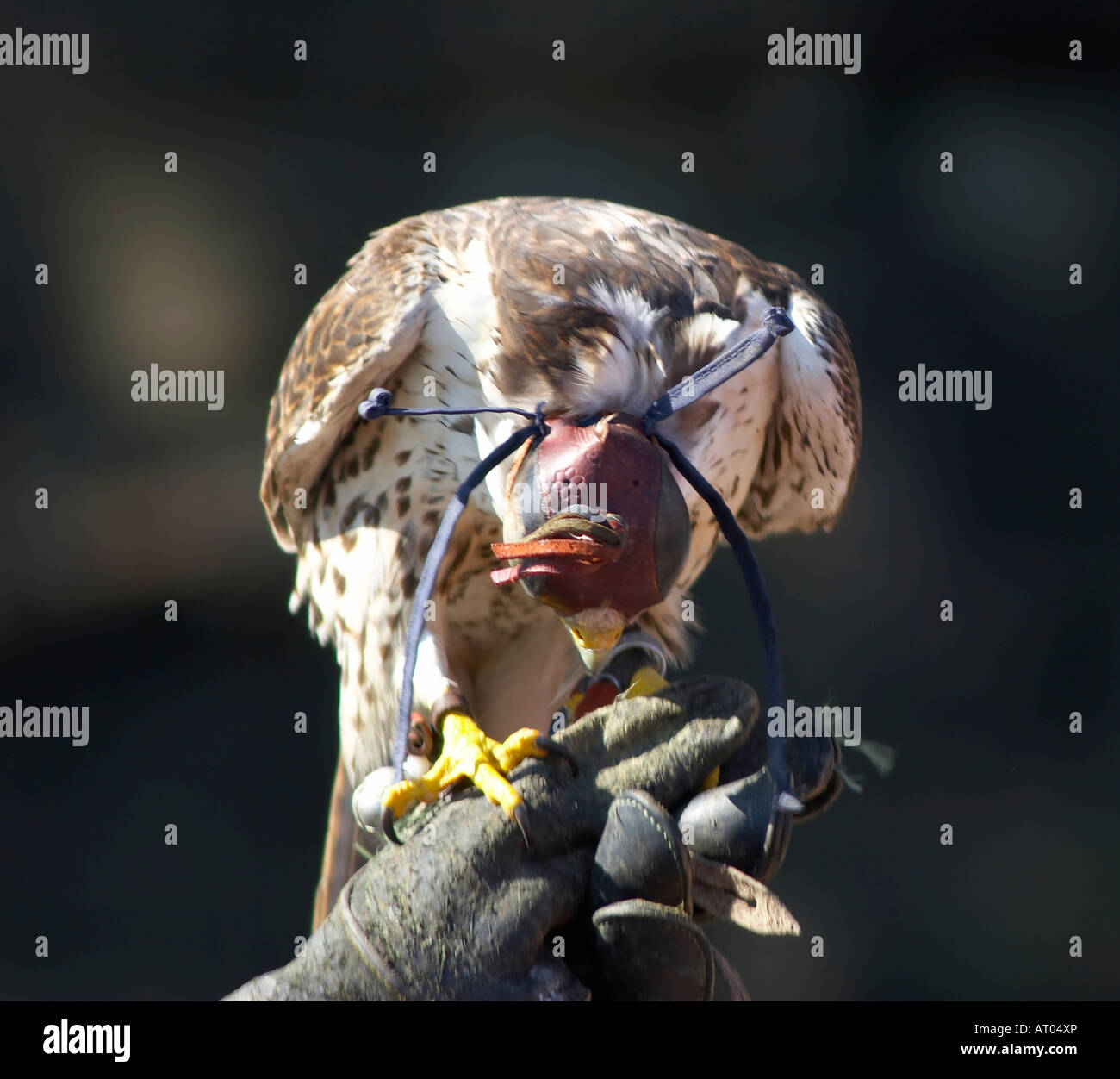 falcon training with falcon's hood Stock Photo - Alamy