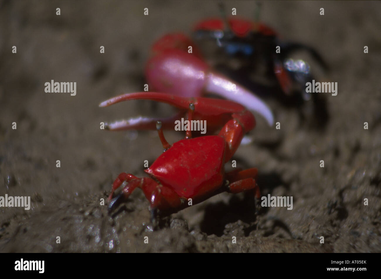 Crabs fighting hi-res stock photography and images - Alamy