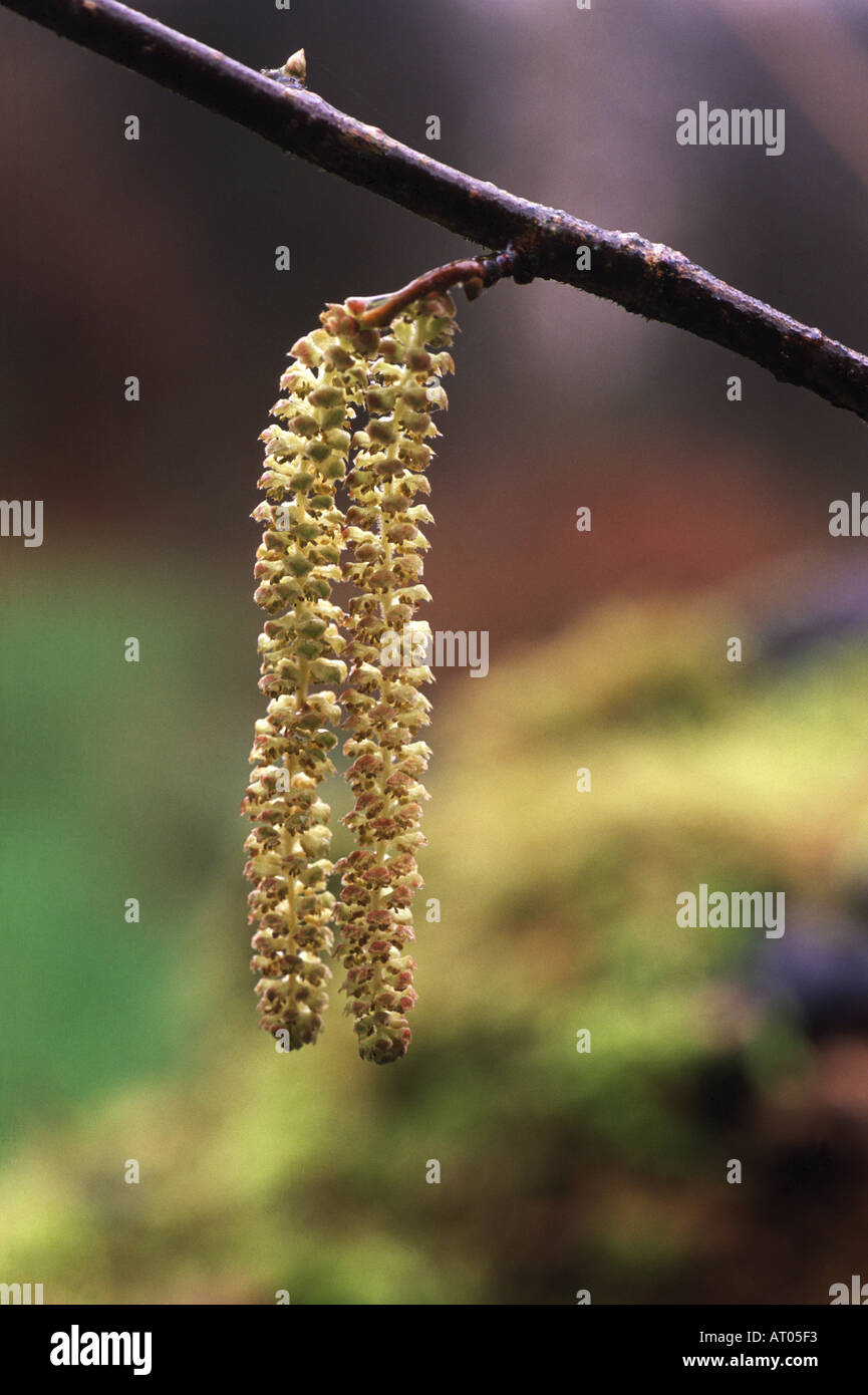 Hazel catkins Corylus avellana Stock Photo - Alamy