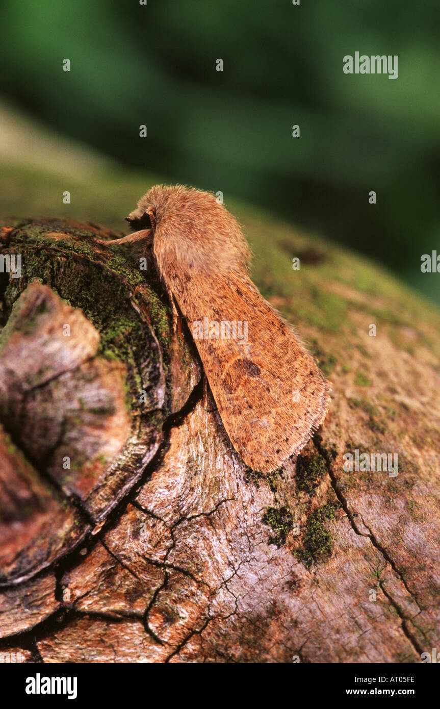 Small Quaker moth Orthosia cruda Stock Photo - Alamy