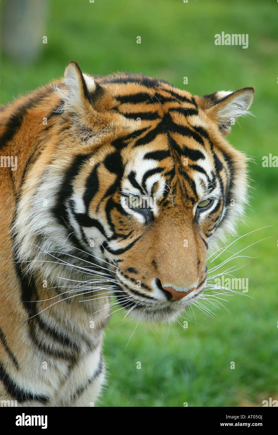 Tiger ear hi-res stock photography and images - Alamy