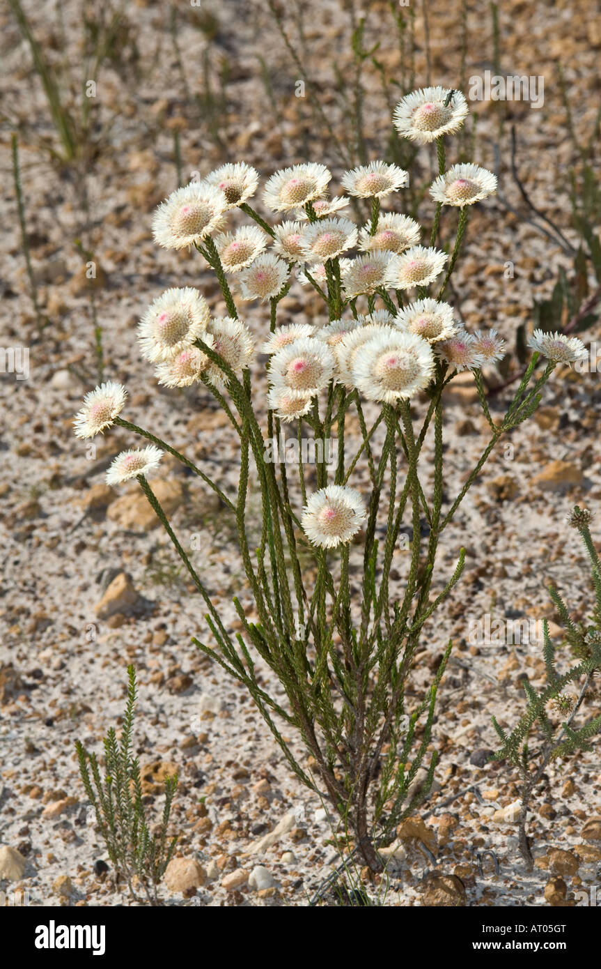 Swamp Daisy (Actinodium cunninghamii) flowers Fitzgerald River National ...