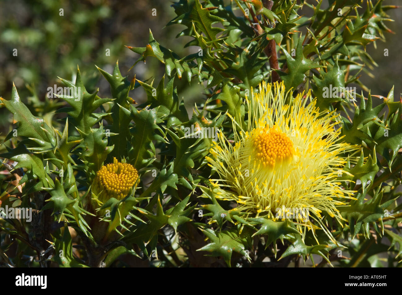 Prickly Dryandra (Banksia falcata) flowers Fitzgerald River National ...