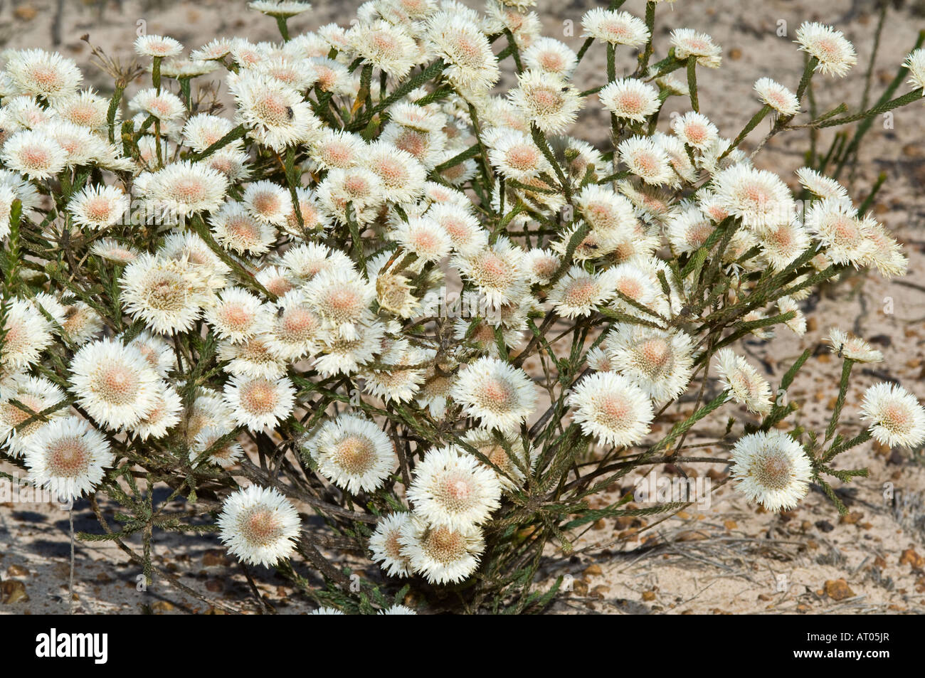 Swamp Daisy (Actinodium cunninghamii) flowers Fitzgerald River National ...