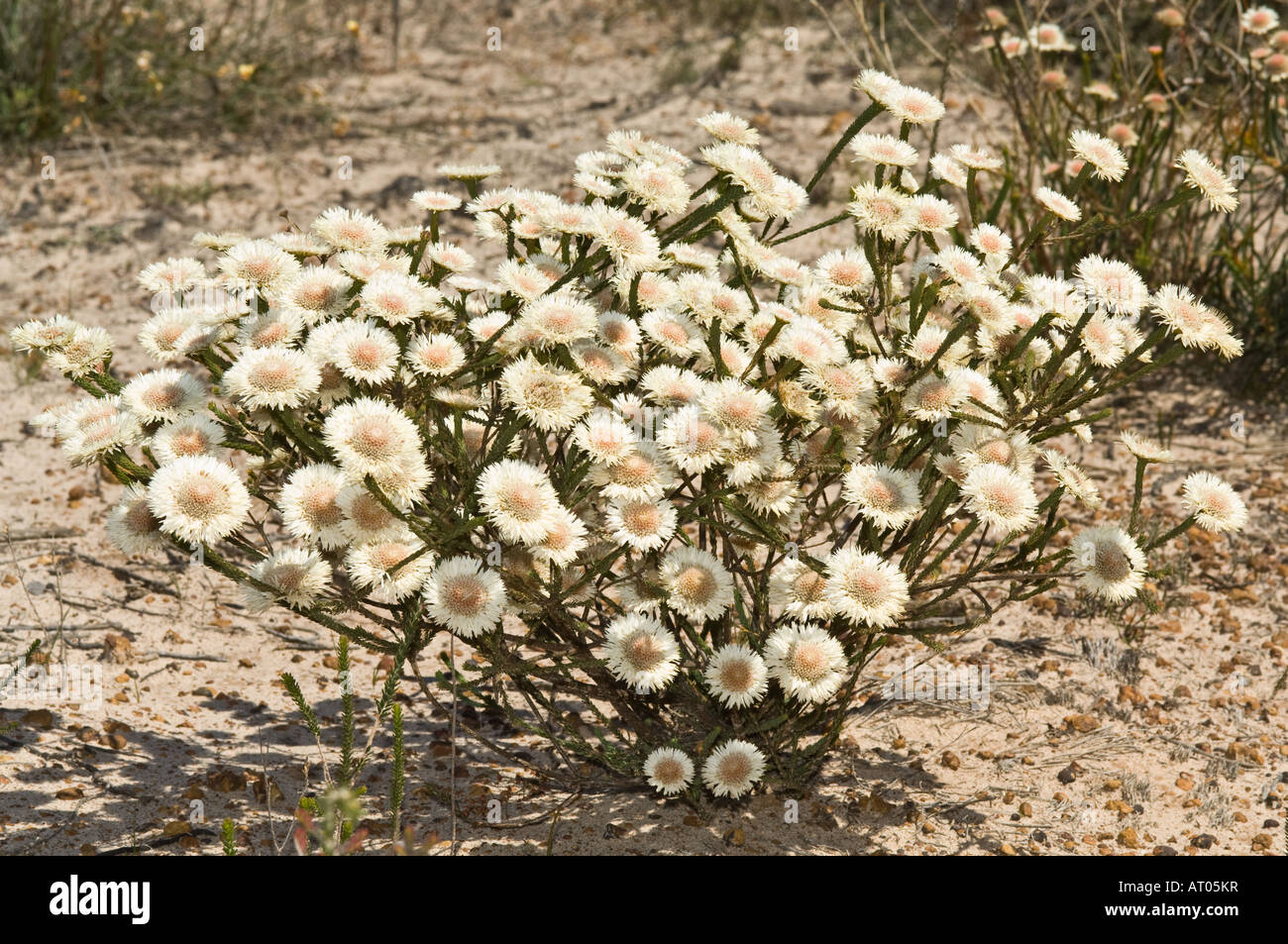 Swamp Daisy (Actinodium cunninghamii) flowers Fitzgerald River National ...