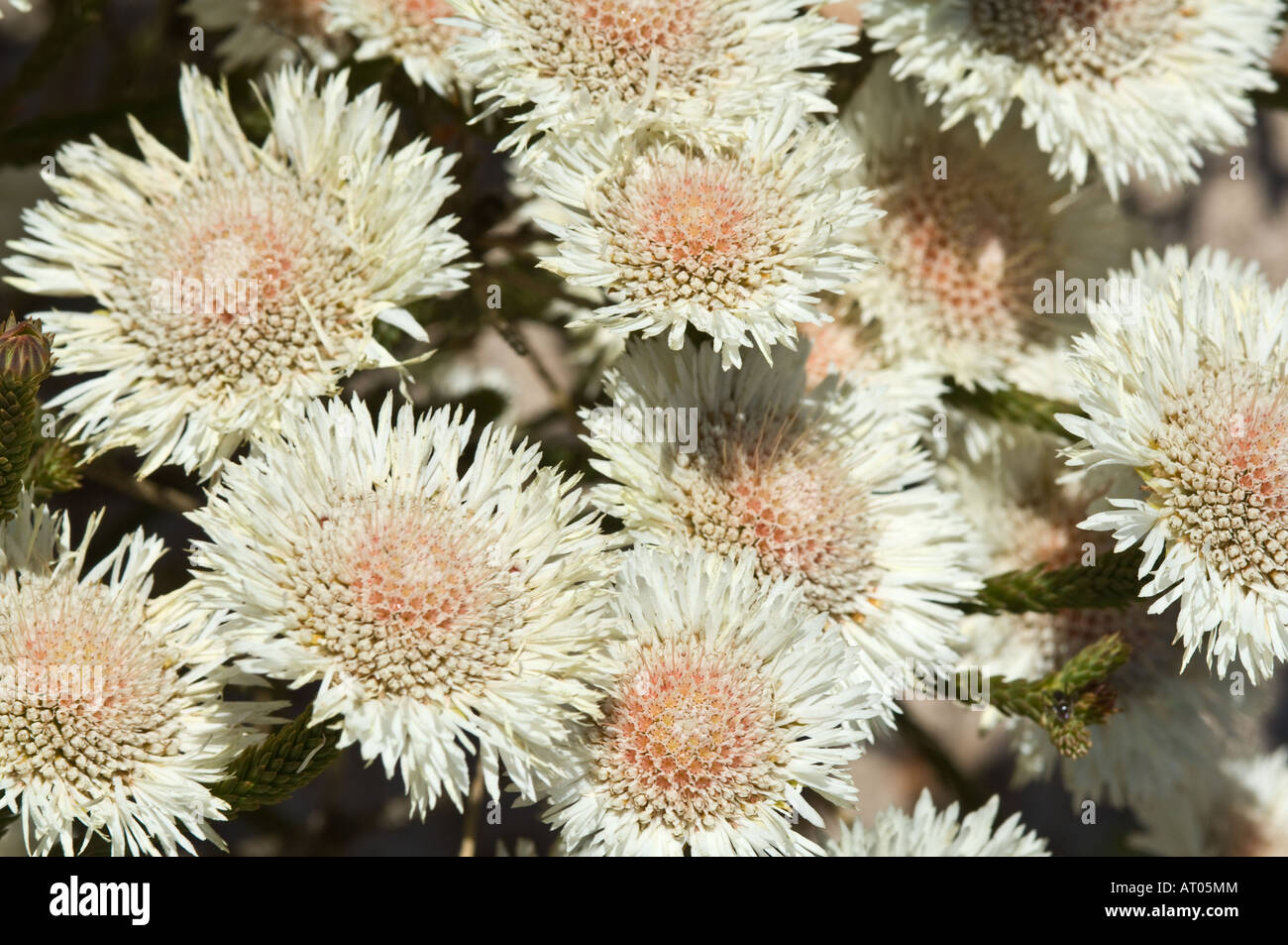 Swamp Daisy (Actinodium cunninghamii) flowers Fitzgerald River National ...