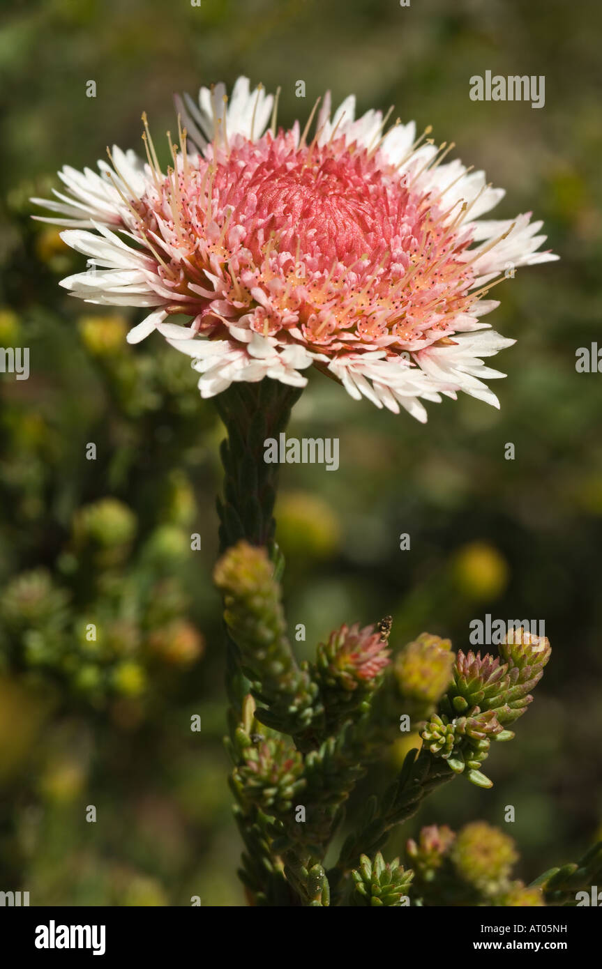 Swamp Daisy (Actinodium cunninghamii) flowers Fitzgerald River National ...