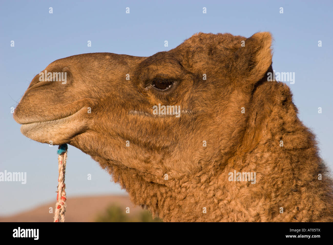 camel in Iran Stock Photo - Alamy
