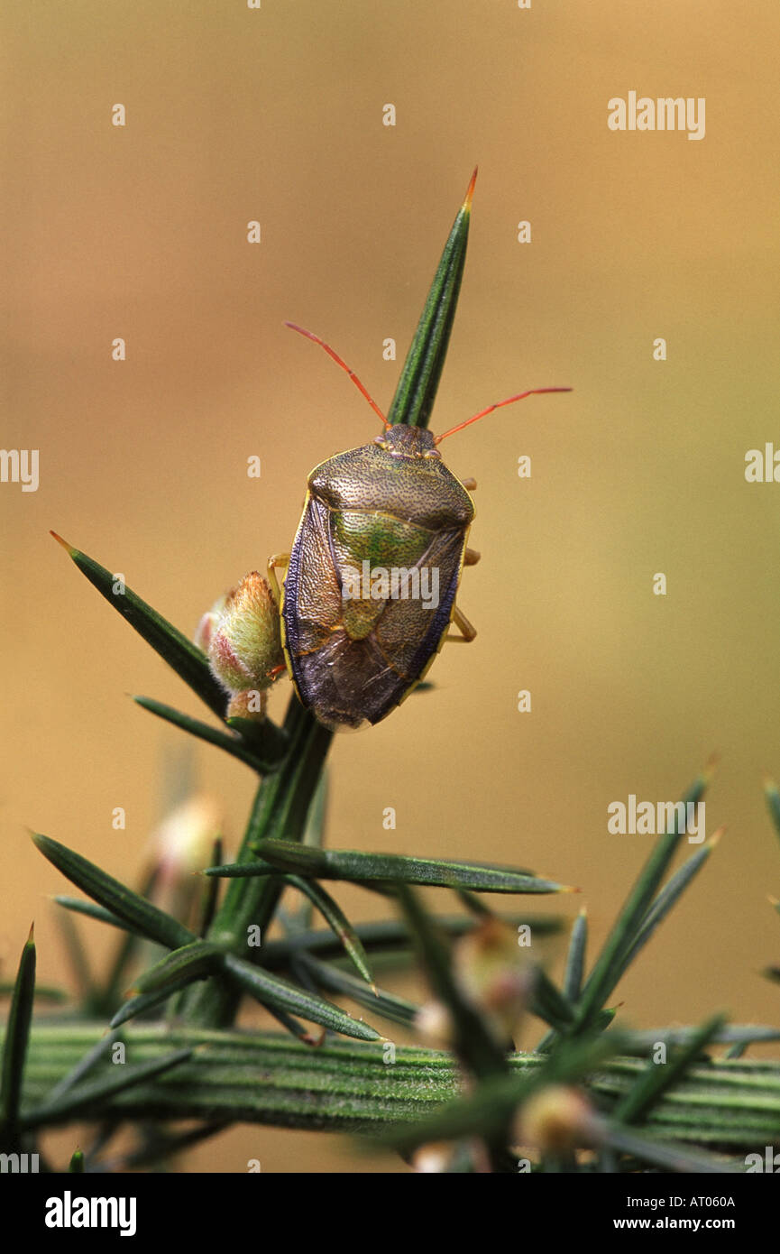 Gorse shieldbug hi-res stock photography and images - Alamy