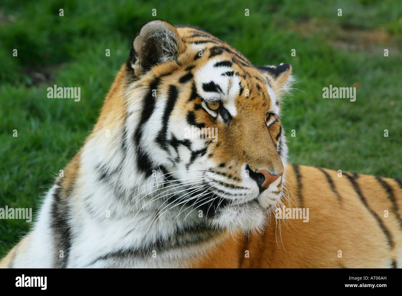 Siberia tiger siberian tiger wild hi-res stock photography and images ...