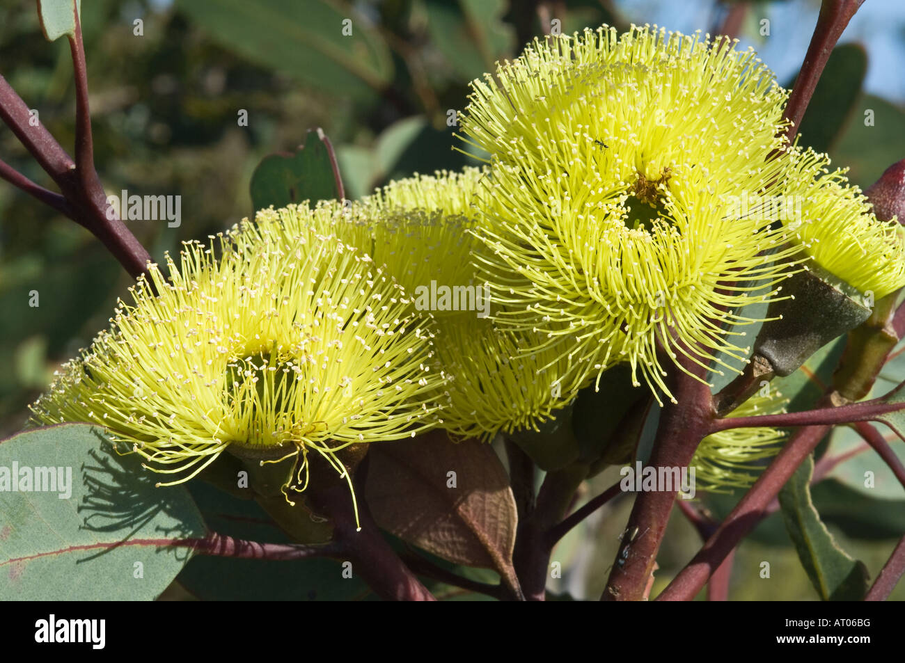 Bell fruited Mallee (Eucalyptus preissiana) flowers Hamersley Drive ...