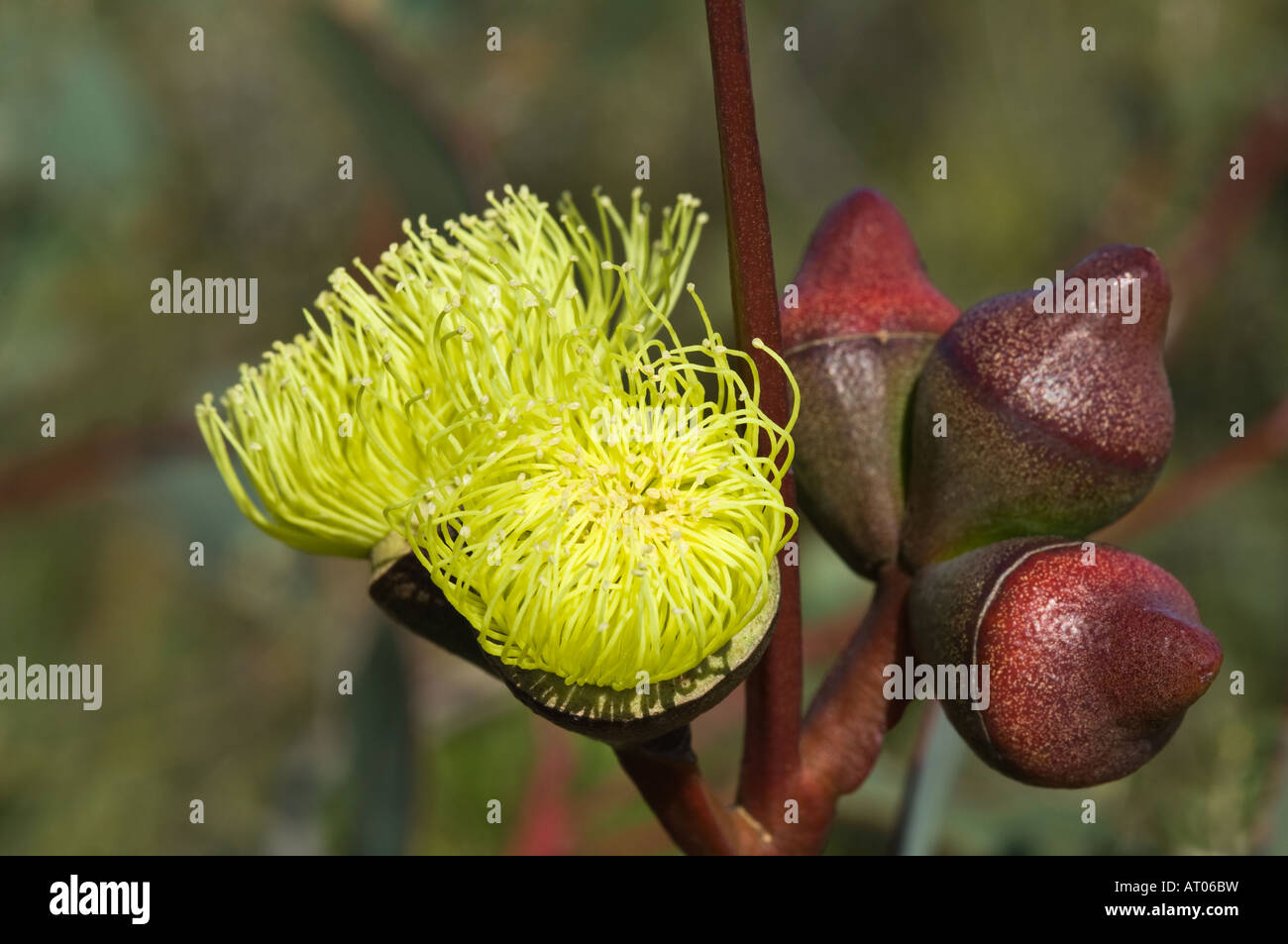 Bell fruited Mallee Eucalyptus preissiana flowers Hamersley Drive ...
