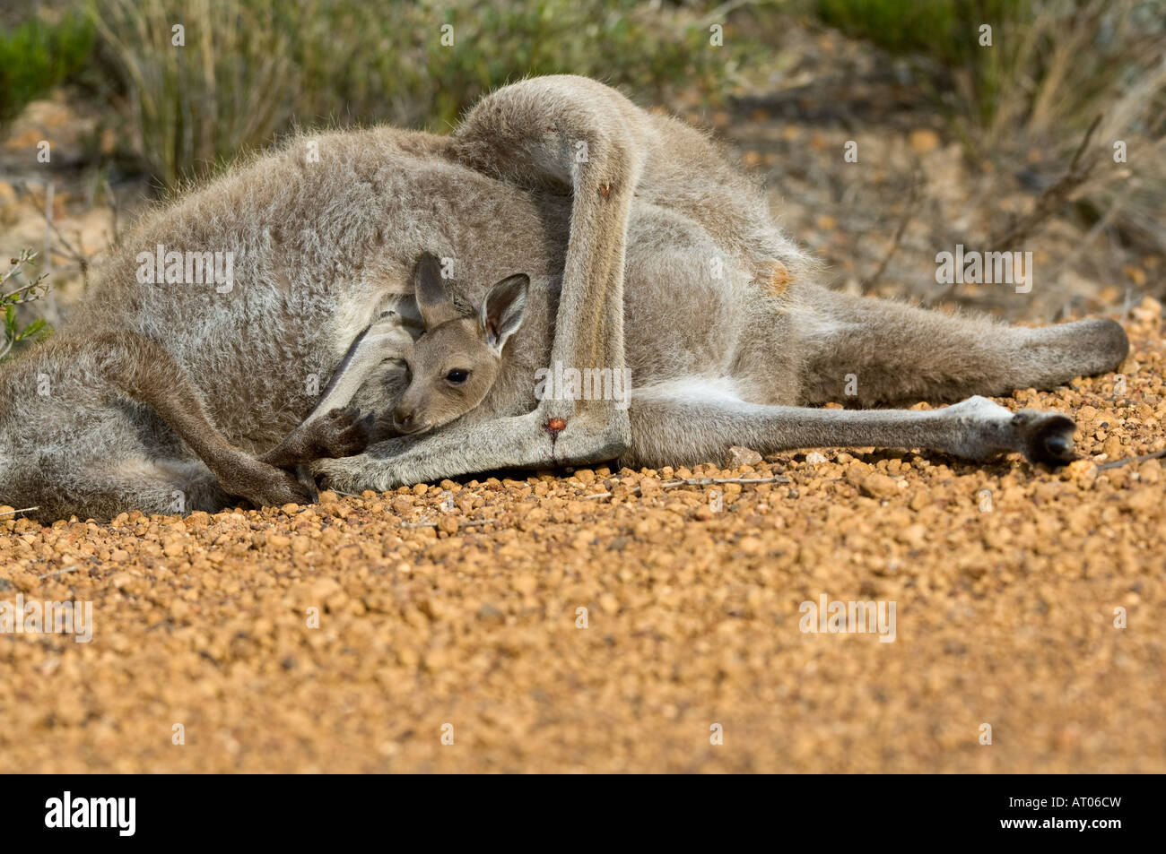 Western Grey Kangaroo Macropus fuliginosus dead mother with 3 months ...