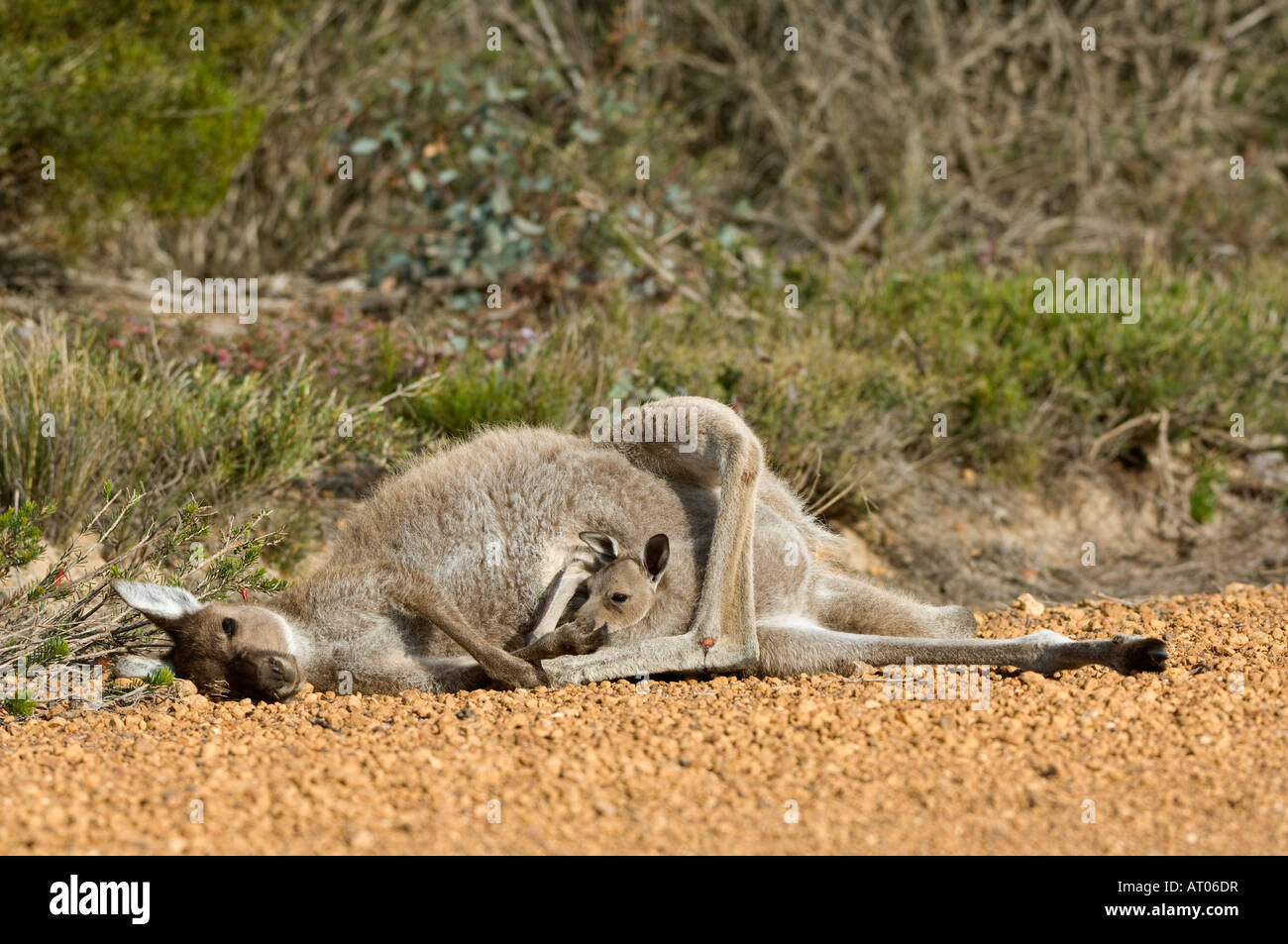 Western Grey Kangaroo (Macropus fuliginosus) dead mother with 3 months ...