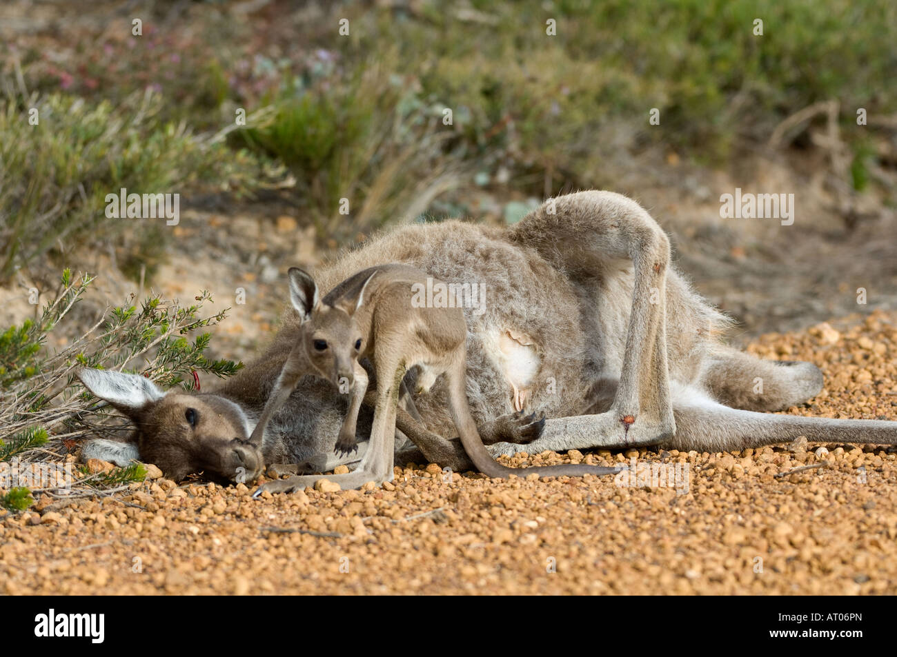 Western Grey Kangaroo Macropus fuliginosus dead mother with 3 months ...