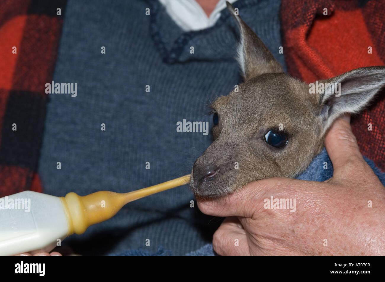 Orphaned Western Grey Kangaroo Macropus fuliginosus 3 months old joey ...