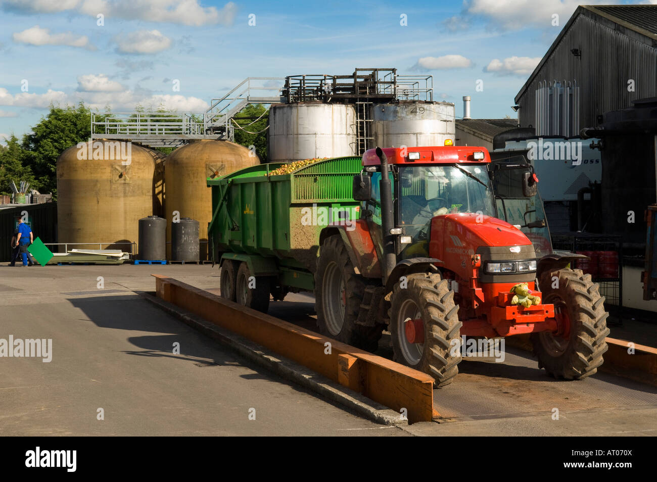 Tractor with load of cider apples on weighbridge at harvest time ...