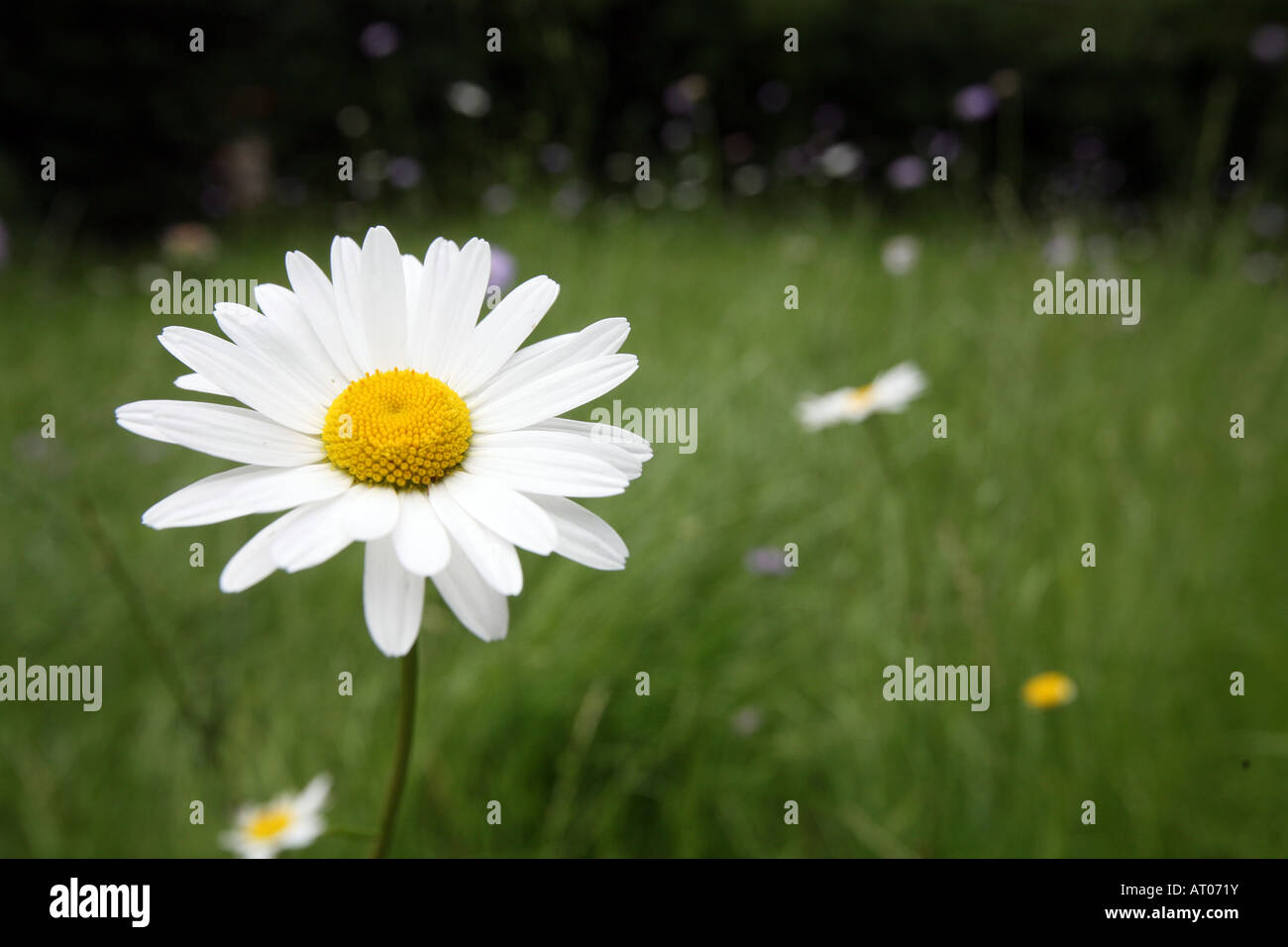 Wild daisy growing in a meadow Stock Photo - Alamy