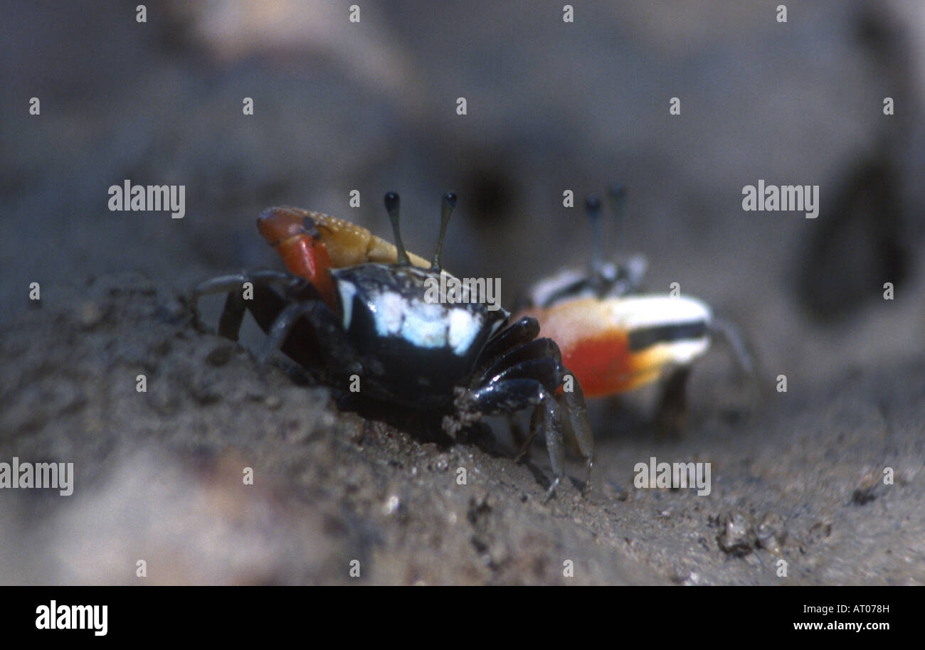Crabs fighting hi-res stock photography and images - Alamy