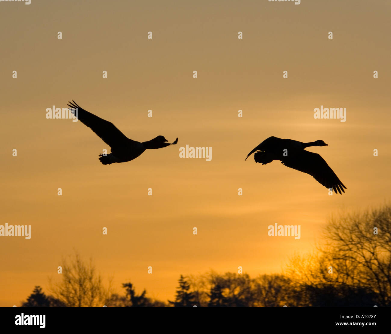 Canada geese silhouette flight hi-res stock photography and images - Alamy