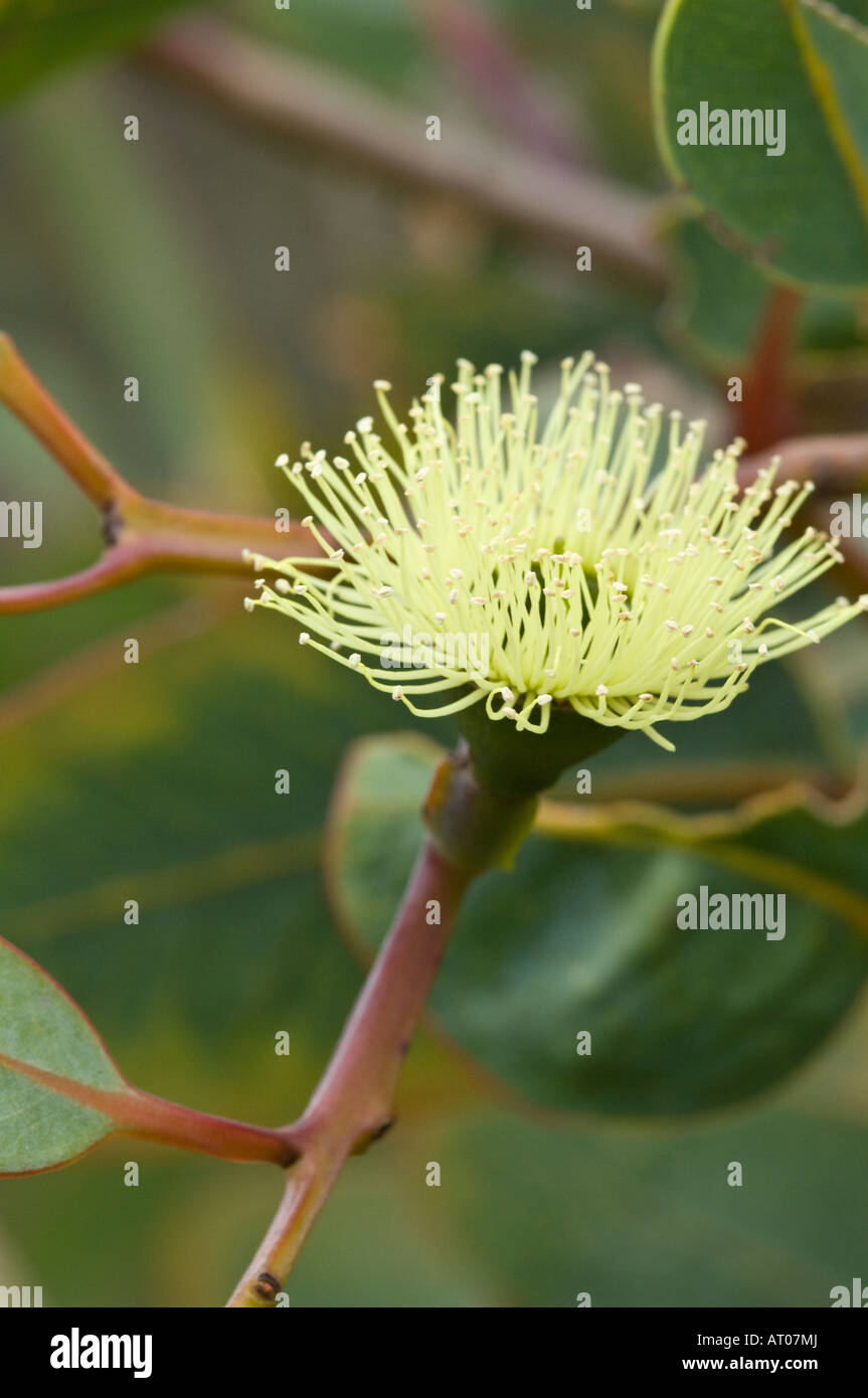 Mallee trees hi-res stock photography and images - Alamy