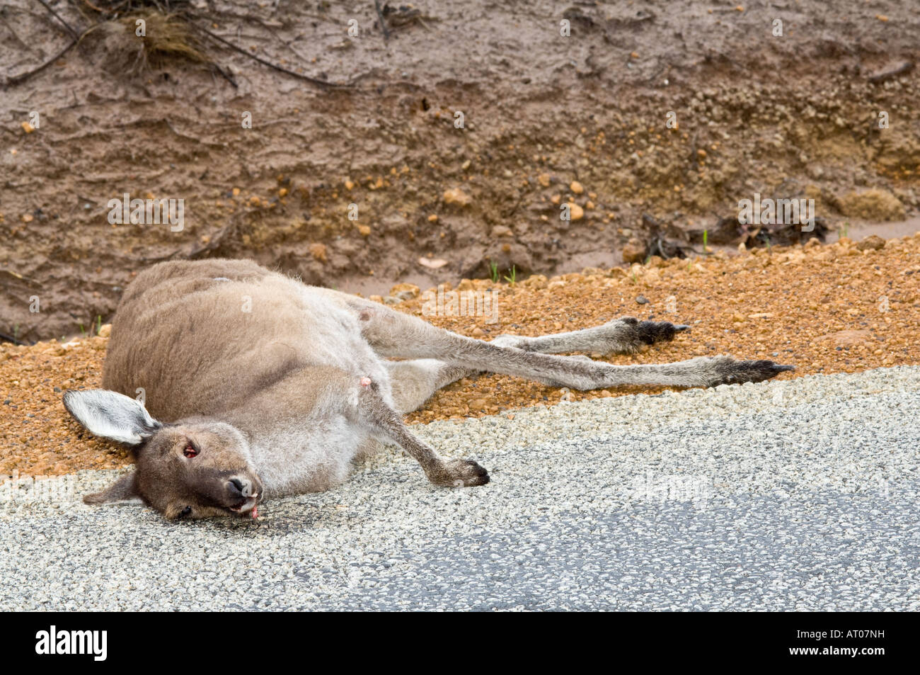 Road accident kills hi-res stock photography and images - Alamy