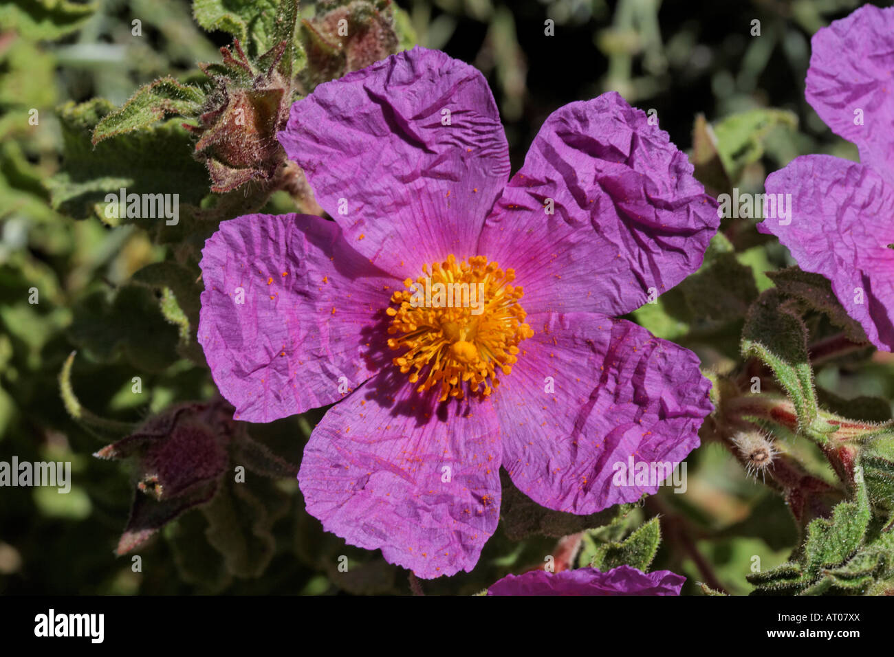 Grey-leaved Cistus, Cistus albidus Stock Photo - Alamy