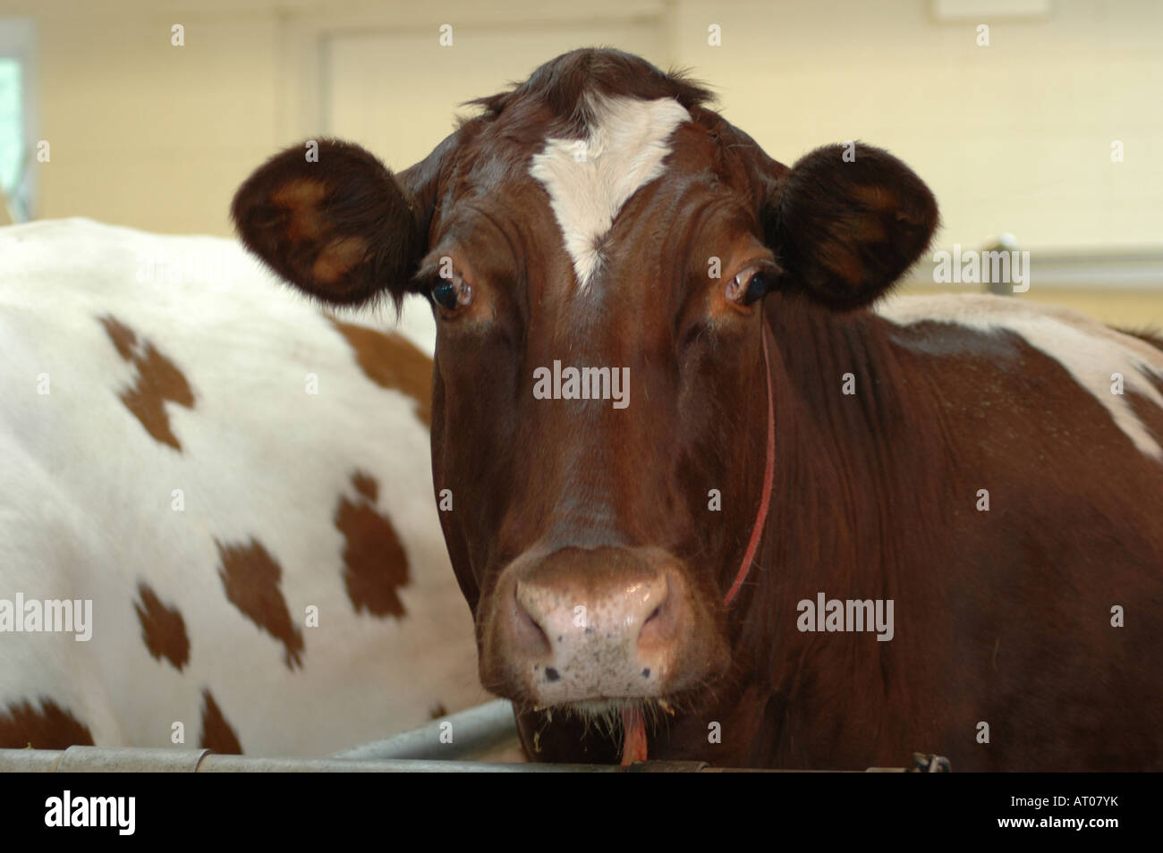 Cow at the local zoo in Illinois Stock Photo - Alamy