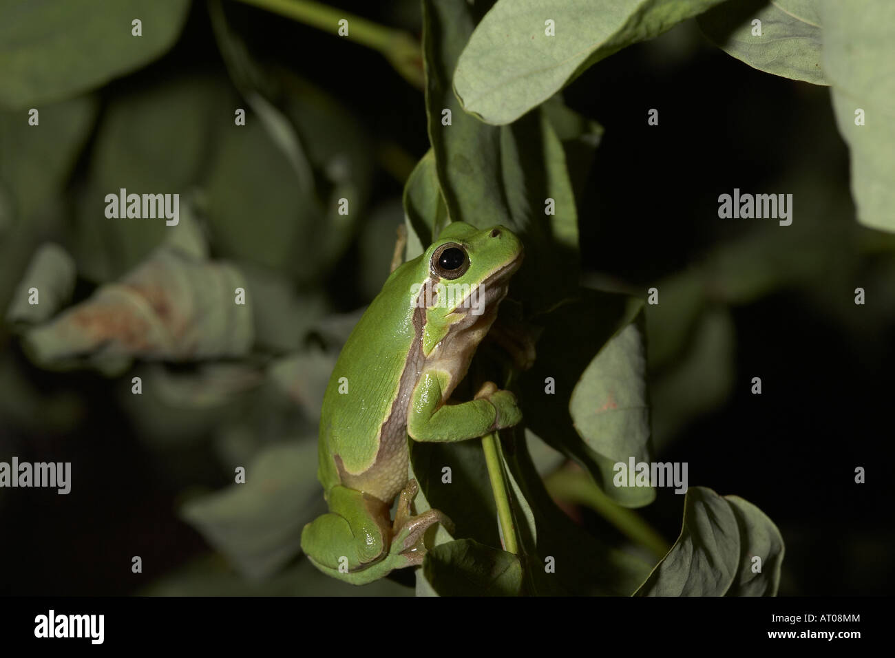 Italian Tree Frog Hyla intermedia Central Italy Stock Photo - Alamy