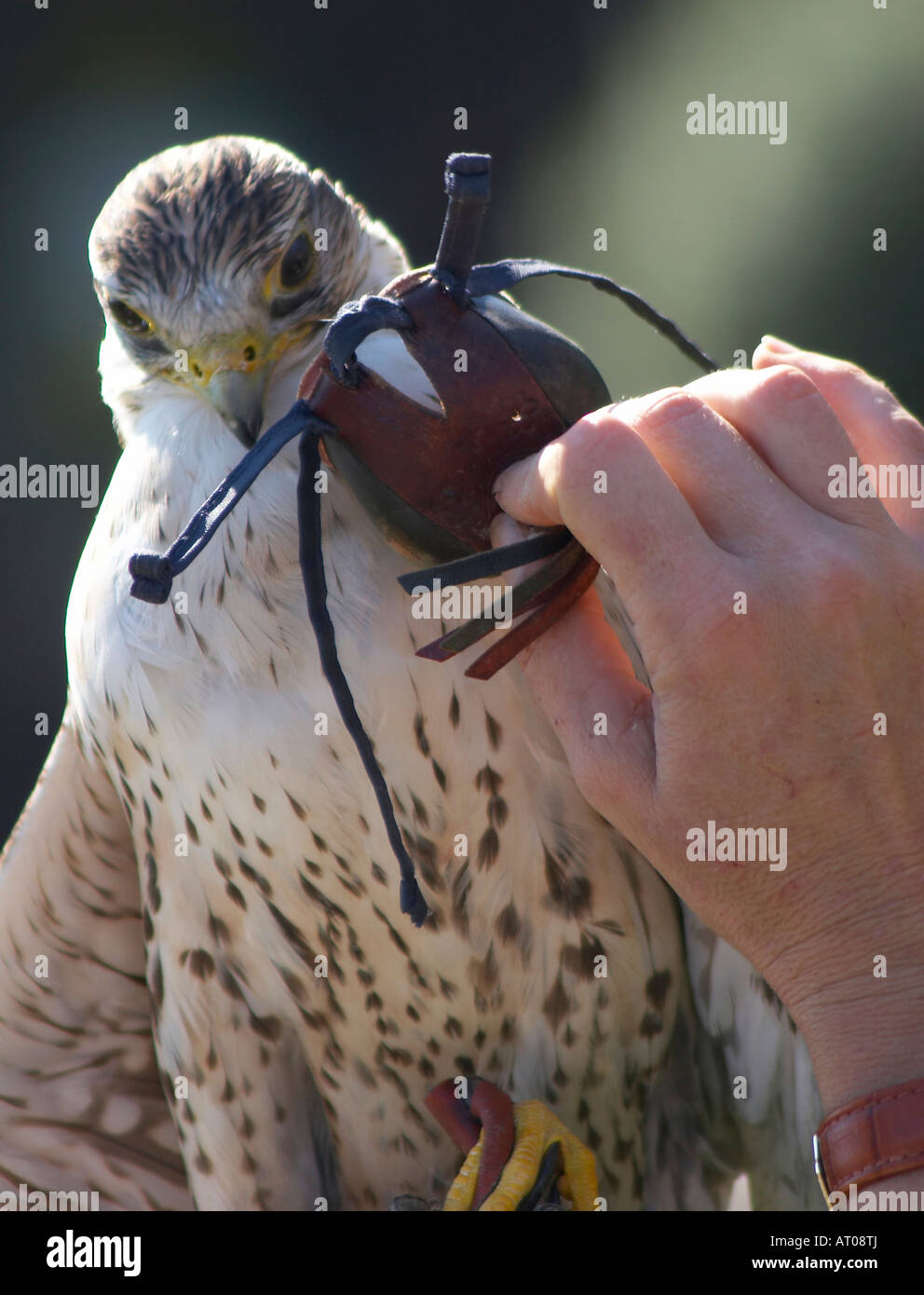 falcon training with falcon's hood Stock Photo - Alamy